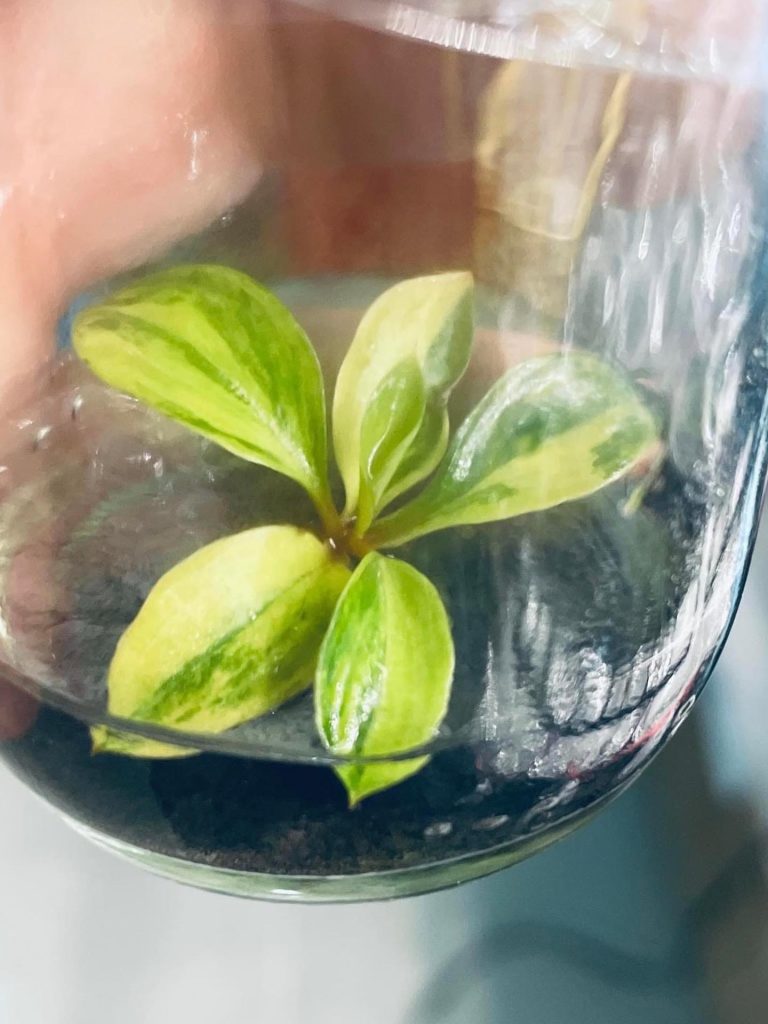 Tissue Culture Philodendron Red Congo Variegated Rare aroid Greenboog