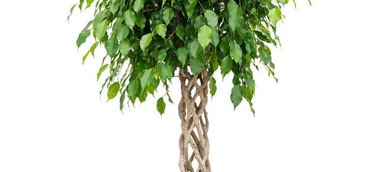 giant indoor tree Archives - BOTGarden