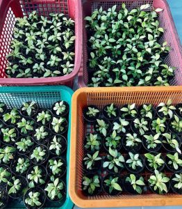 Homalomena Rubescens 'Mint' 3" Pot | Rare Homalomena | Greenboog