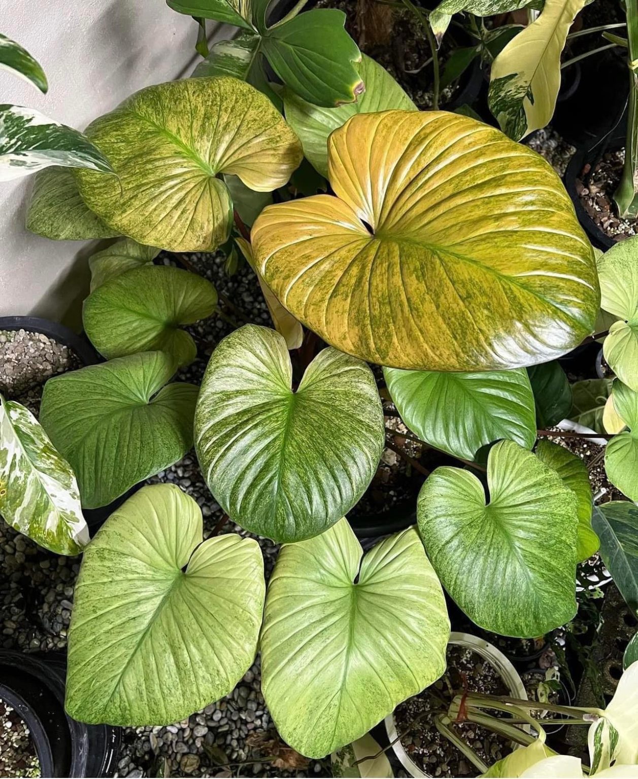 Discover 5 Stunning Homalomena Varieties for Your Home