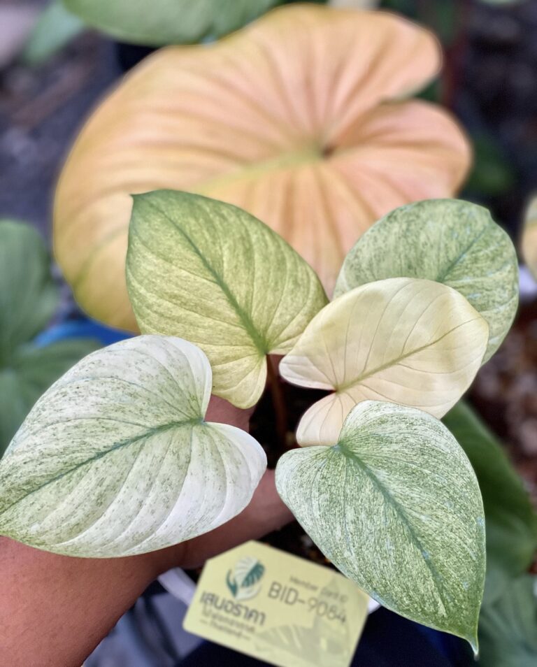 Homalomena Rubescens 'Mint' 3" Pot | Rare Homalomena | Greenboog