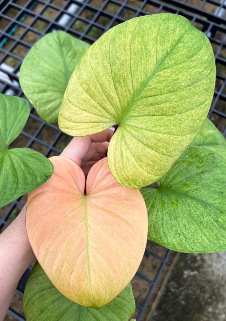 Homalomena Rubescens 'Mint' 3" Pot | Rare Homalomena | Greenboog