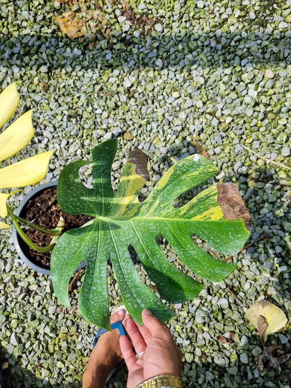 Monstera Deliciosa Yellow Marilyn Variegated from Thailand only 1 quantity