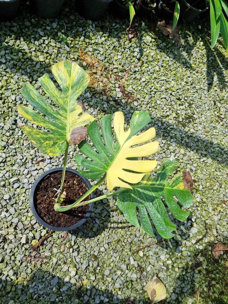 Monstera Deliciosa Yellow Marilyn Variegated from Thailand only 1 quantity