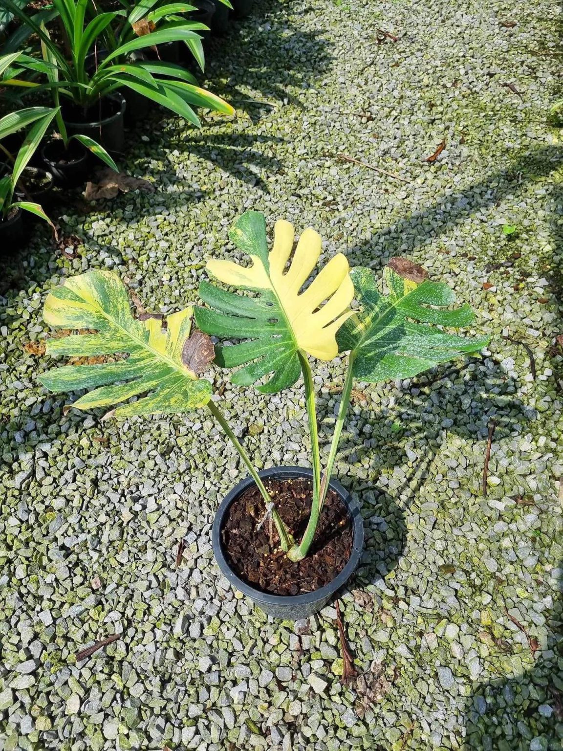 Monstera Deliciosa Yellow Marilyn Variegated from Thailand only 1 quantity