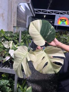 Best Plants for Zone 9b A Guide to Growing Tropical Plants