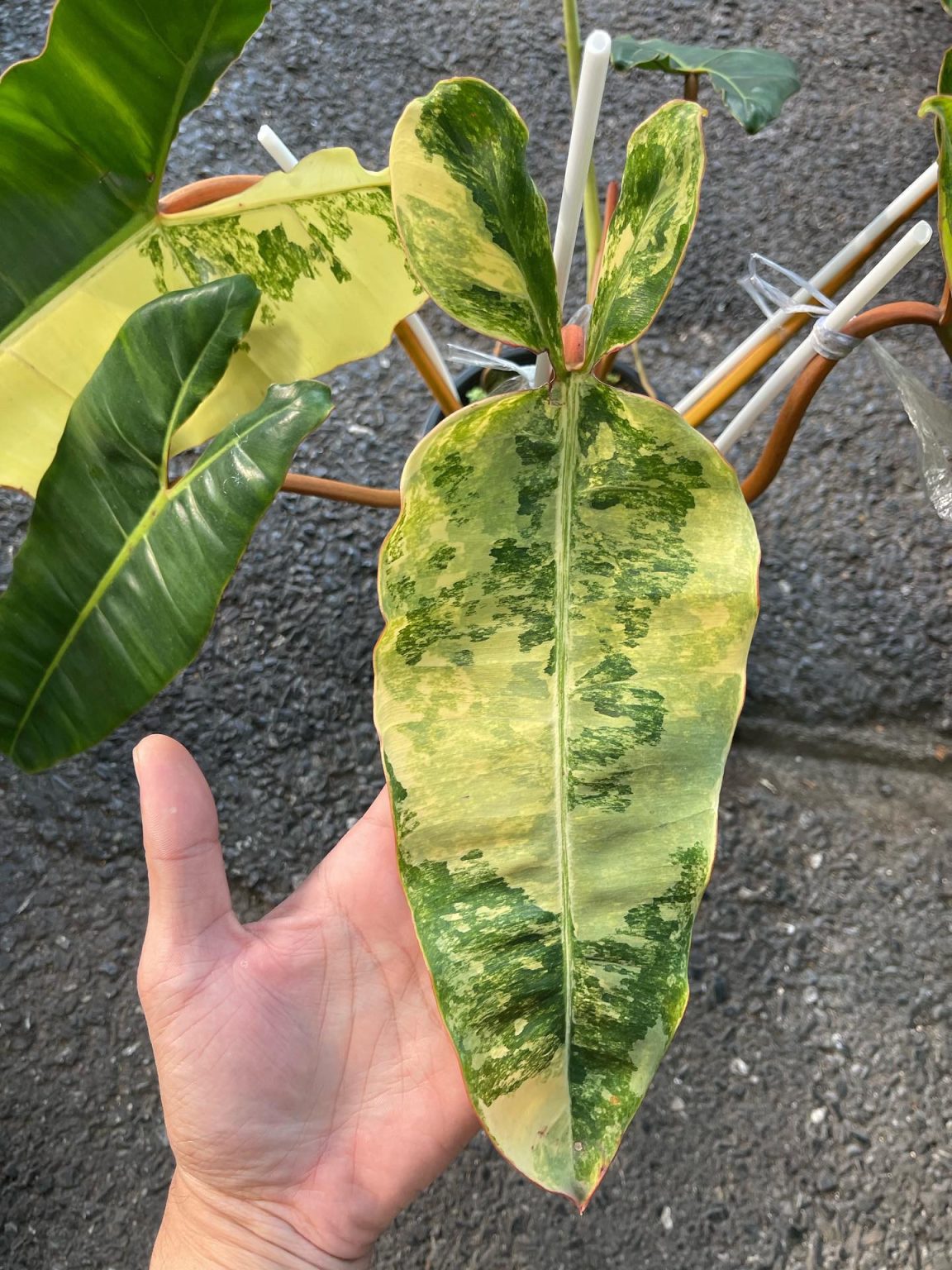 Rare & Exotic Aroid Plants for Sale | Collector's Corner | Greenboog