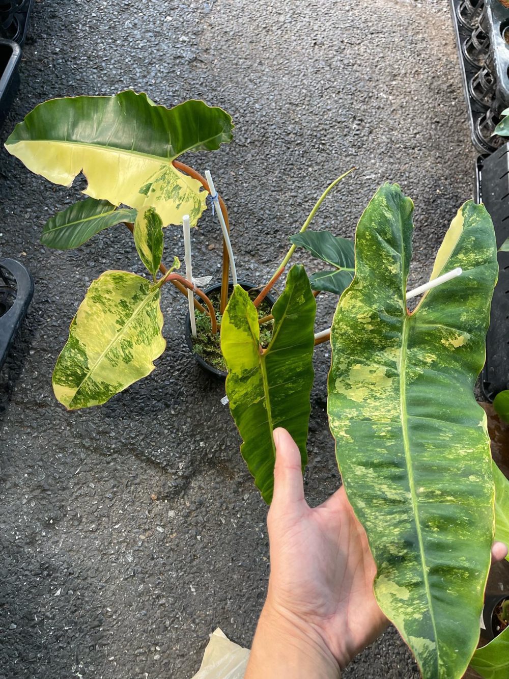 Unlock Variegation Secrets - What Makes Plants Unique?