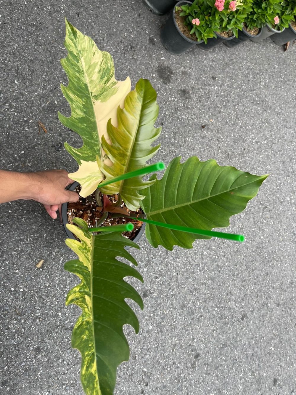 10 Rare Philodendron Varieties to Transform Your Indoor and Outdoor