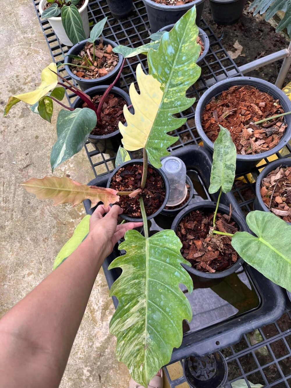 The Rarest Plants in the World 2023 Philodendrons and Monsteras