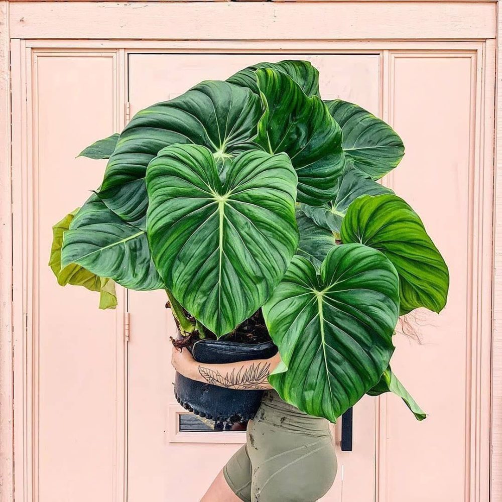 Aroids Plants List Exploring the Fascinating World of Rare Aroids