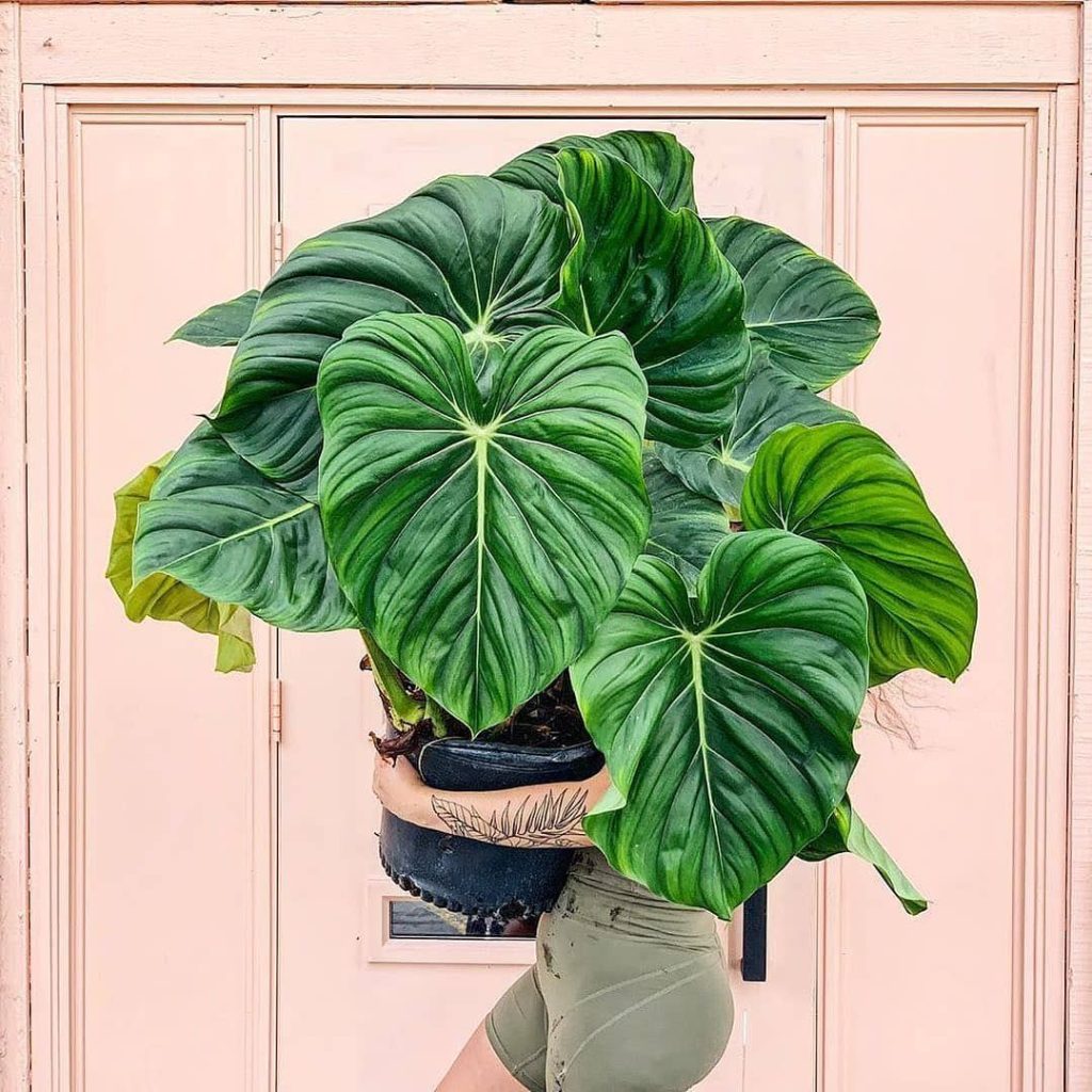 Aroids Plants List Exploring the Fascinating World of Rare Aroids