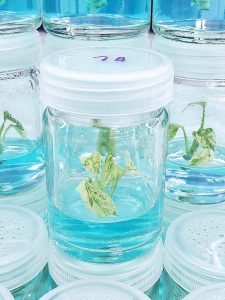 Tissue Culture Epipremnum sp. Bali - Hanoman | Rare Aroid | Greenboog