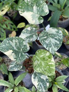 Monstera Thai Constellation White Snow 6" New Rare Mutation Greenboog