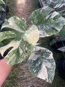 Monstera Thai Constellation White Snow 6" New Rare Mutation Greenboog