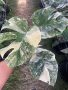 Monstera Thai Constellation White Snow 6" New Rare Mutation Greenboog