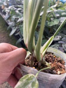 Monstera Thai Constellation White Snow 6" New Rare Mutation Greenboog