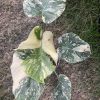 5 Stunning Features of Monstera Standleyana Var: Transform Your Space!