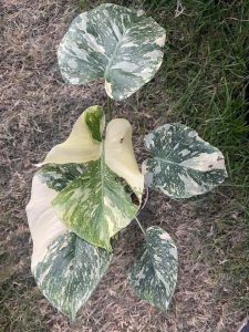 Monstera Thai Constellation White Snow 6" New Rare Mutation Greenboog