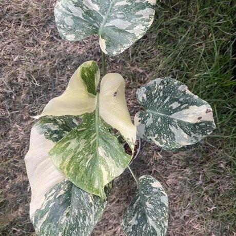 7 Must-Know Tips for Thriving Philodendron Mayoi Plants