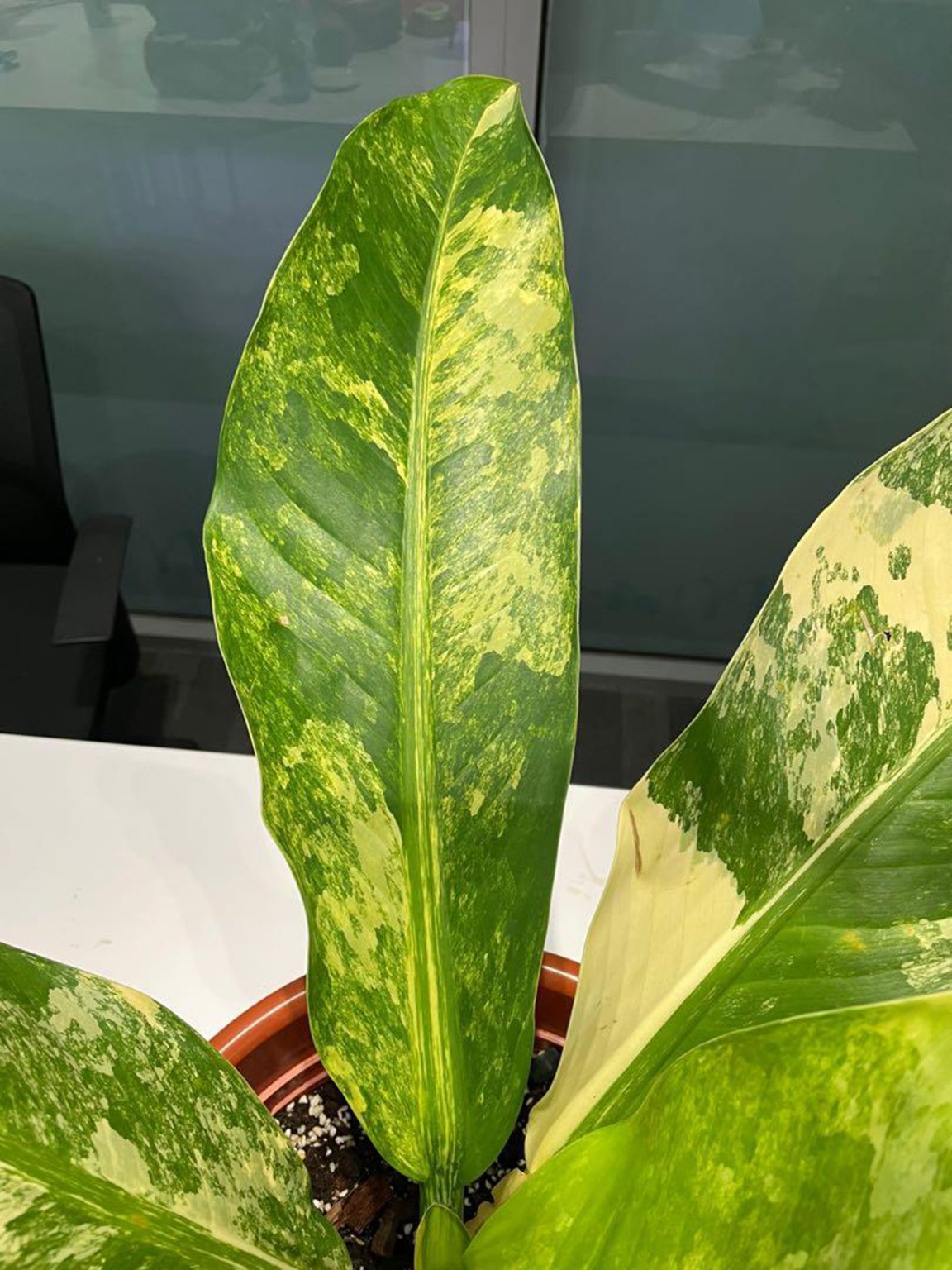 Dieffenbachia Setti Wilson Variegated 8" Pot from Thailand - Discounted