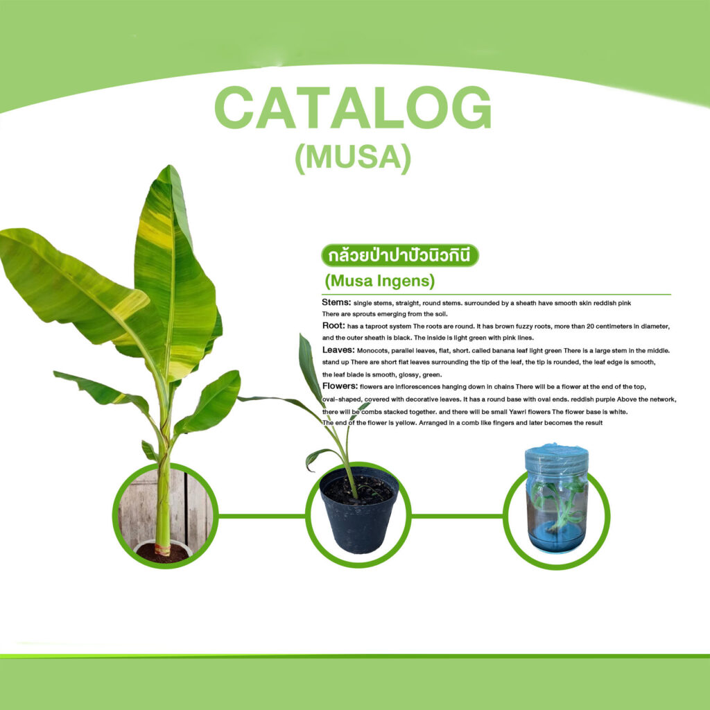 Tissue Culture Musa Ingens Variegated Banana | Rare Plant | Greenboog