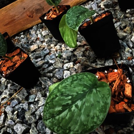 5 Fascinating Facts About Scindapsus Platinum Lava