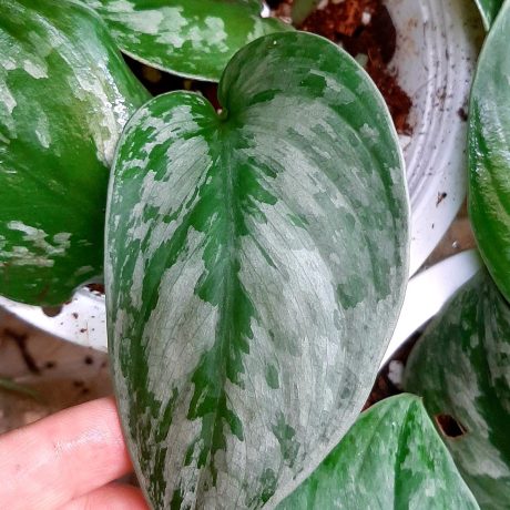 4 Rare Traits of Philodendron Joepii You'll Love | Greenboog