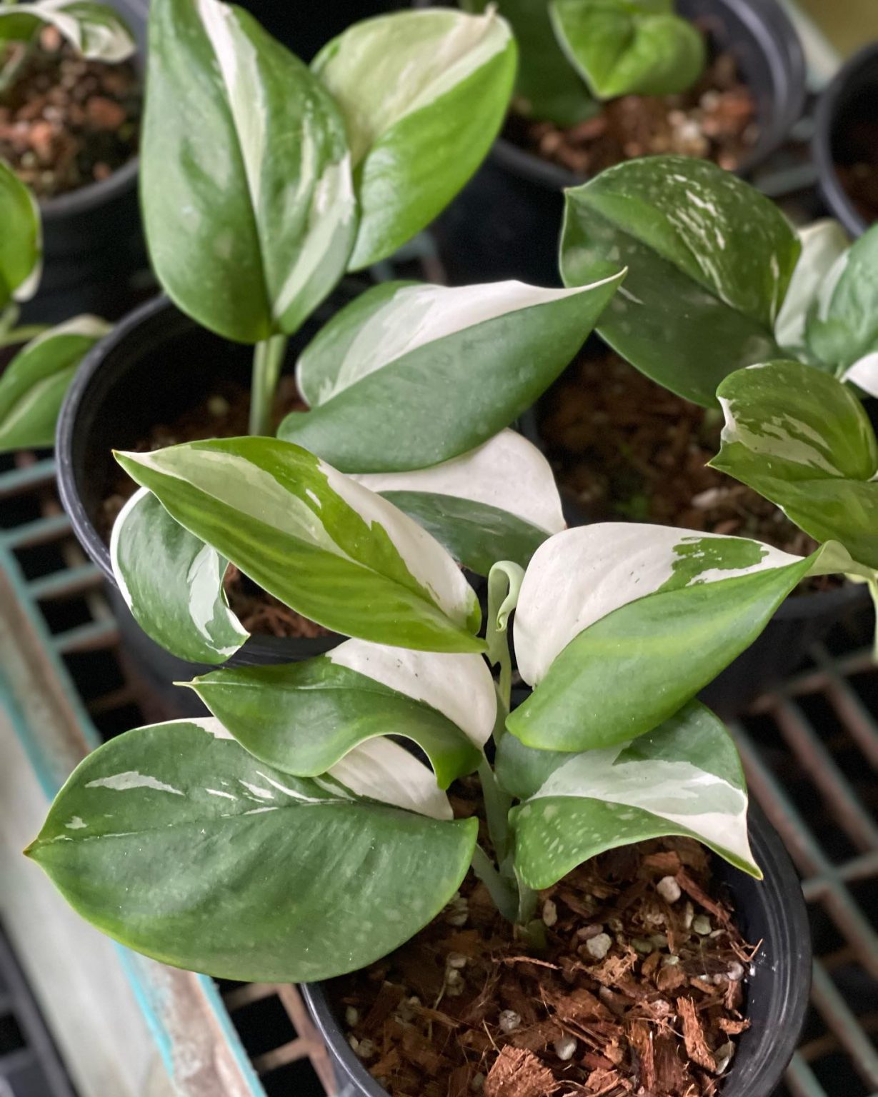 Scindapsus Moonlight Albo | 4" Pot | Greenboog