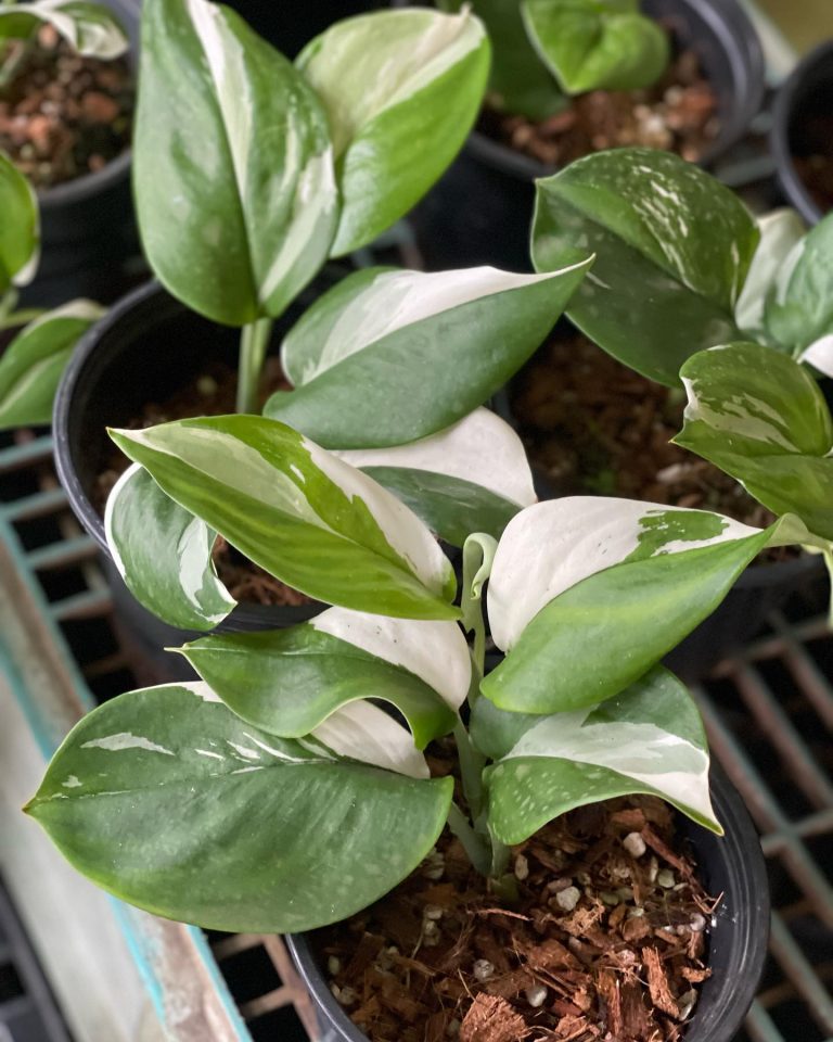 Scindapsus Moonlight Albo | 4" Pot | Greenboog