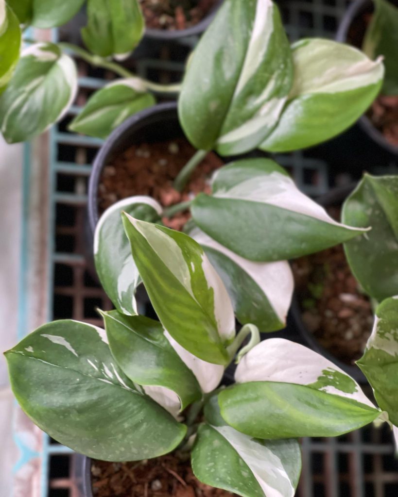 Scindapsus Moonlight Albo | 4" Pot | Greenboog