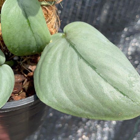 The 5 Most Common Scindapsus Varieties You Might Not Know About