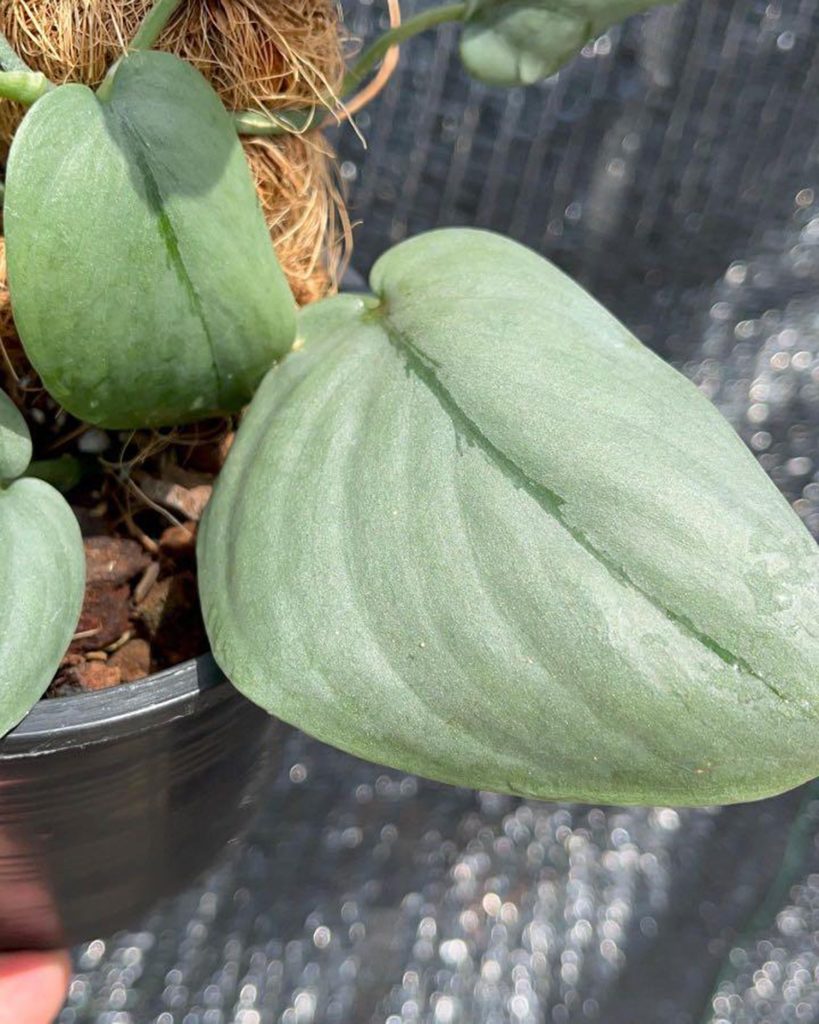 Scindapsus Platinum Lava (3-4 Leaves) | 4" Pot | Greenboog