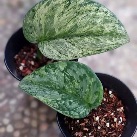 Monstera Mint Variegated: The Ultimate Care and Propagation Guide