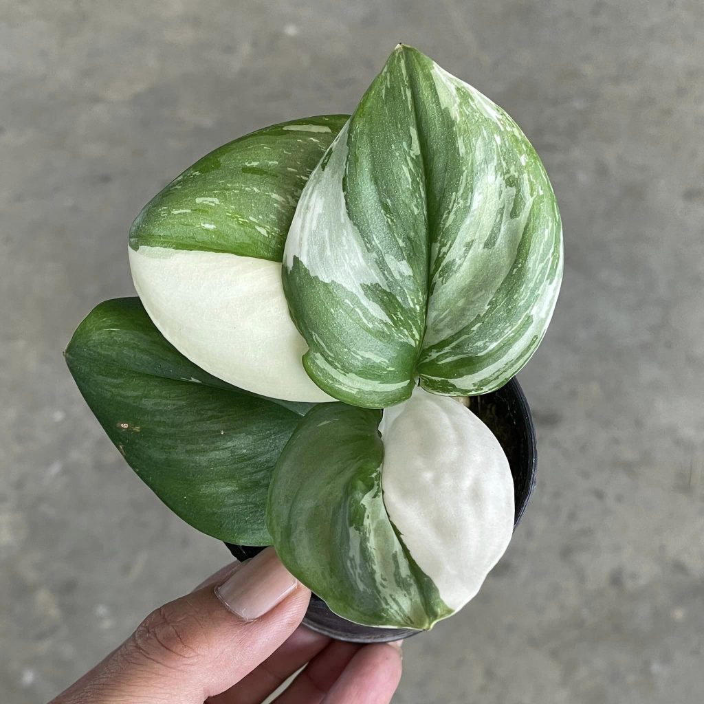 Rare Scindapsus Types: Are They Hard to Find?