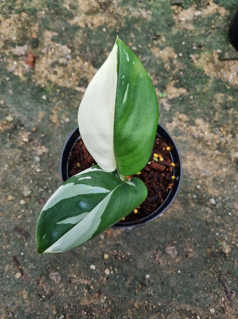 How to Care Scindapsus Moonlight Albo in 5 Easy Steps