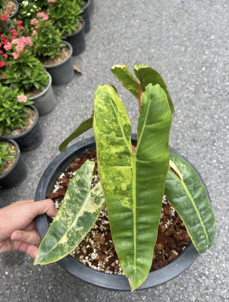 10 Rare Philodendron Varieties to Transform Your Indoor and Outdoor