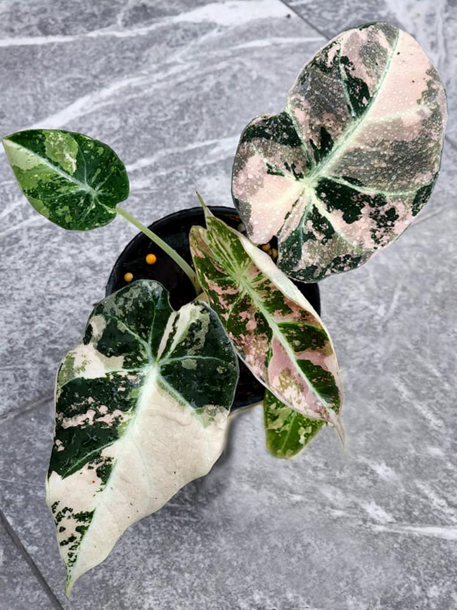 Tissue Culture Alocasia Black Velvet Pink Variegated | Rare & Exquisite