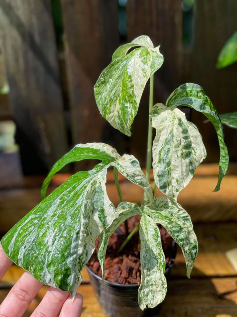 Amydrium Zippelianum Variegated 5" | Rare Variegated Aroid | Greenboog