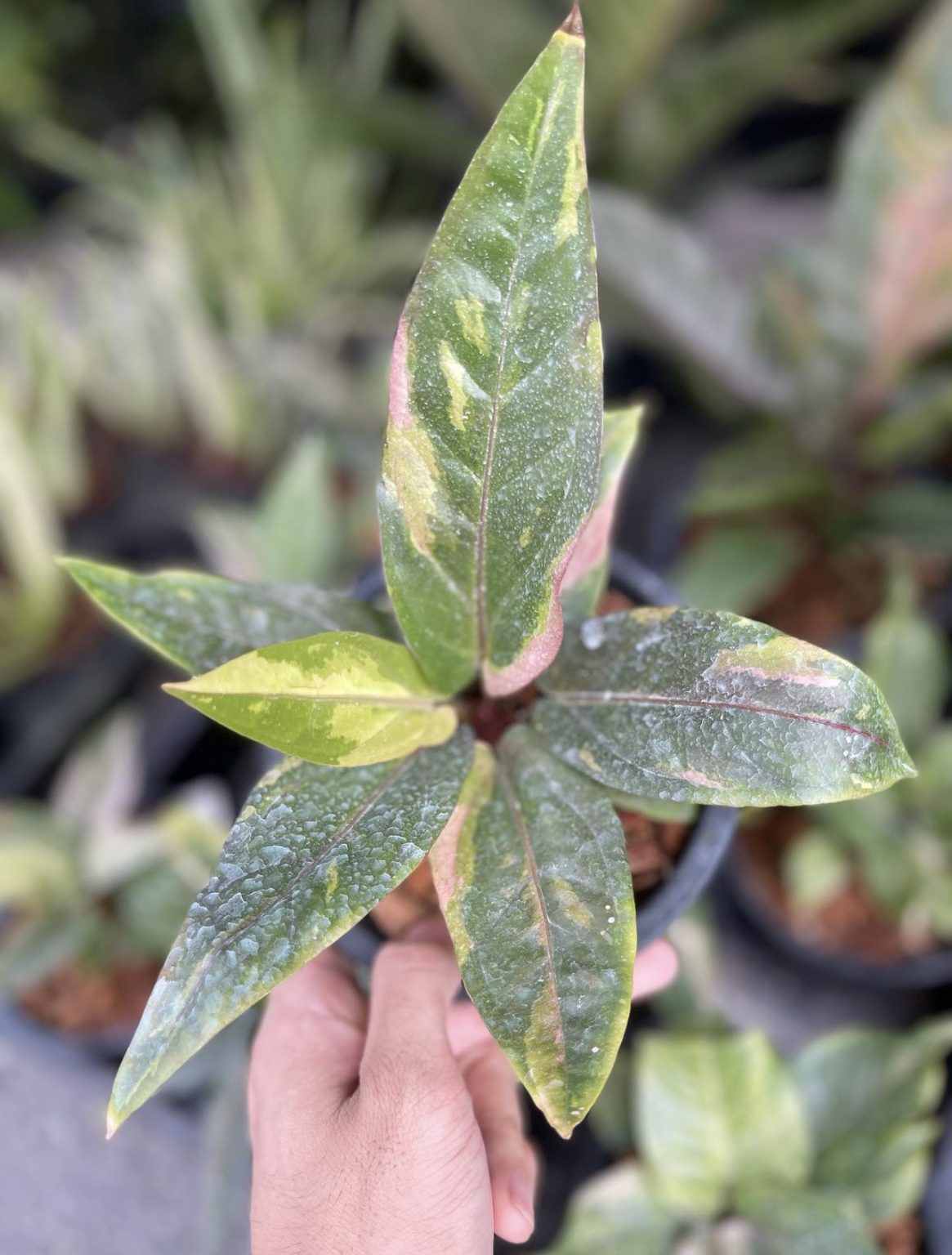 Anthurium Plants for Sale | Rare & Colorful Varieties | Greenboog