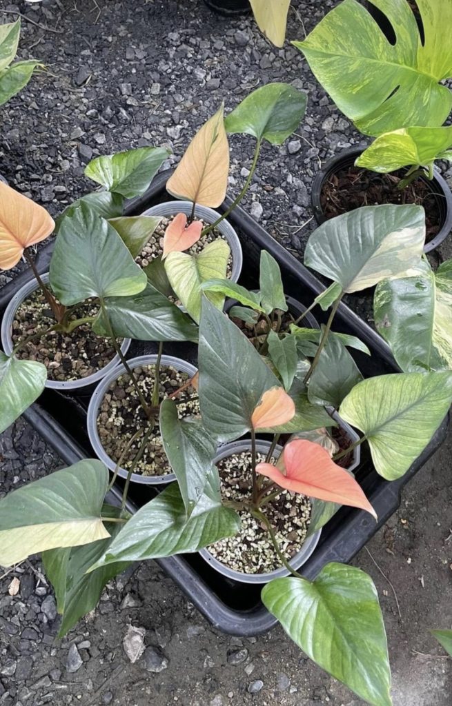 How to Care Homalomena pink diamond in 5 Easy Steps