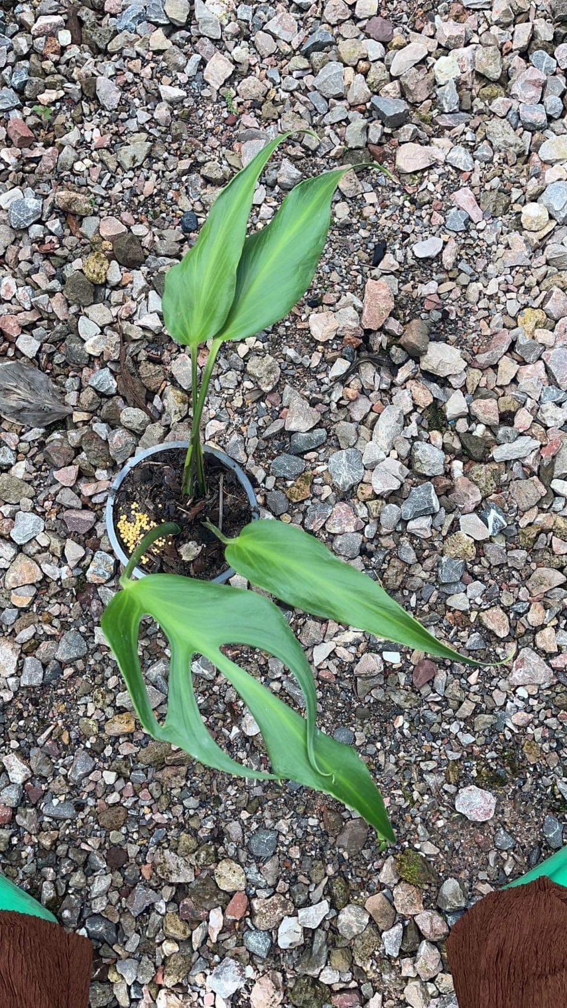 5 Secrets of the Rare Monstera Burle Marx Flame: Unveil Them!