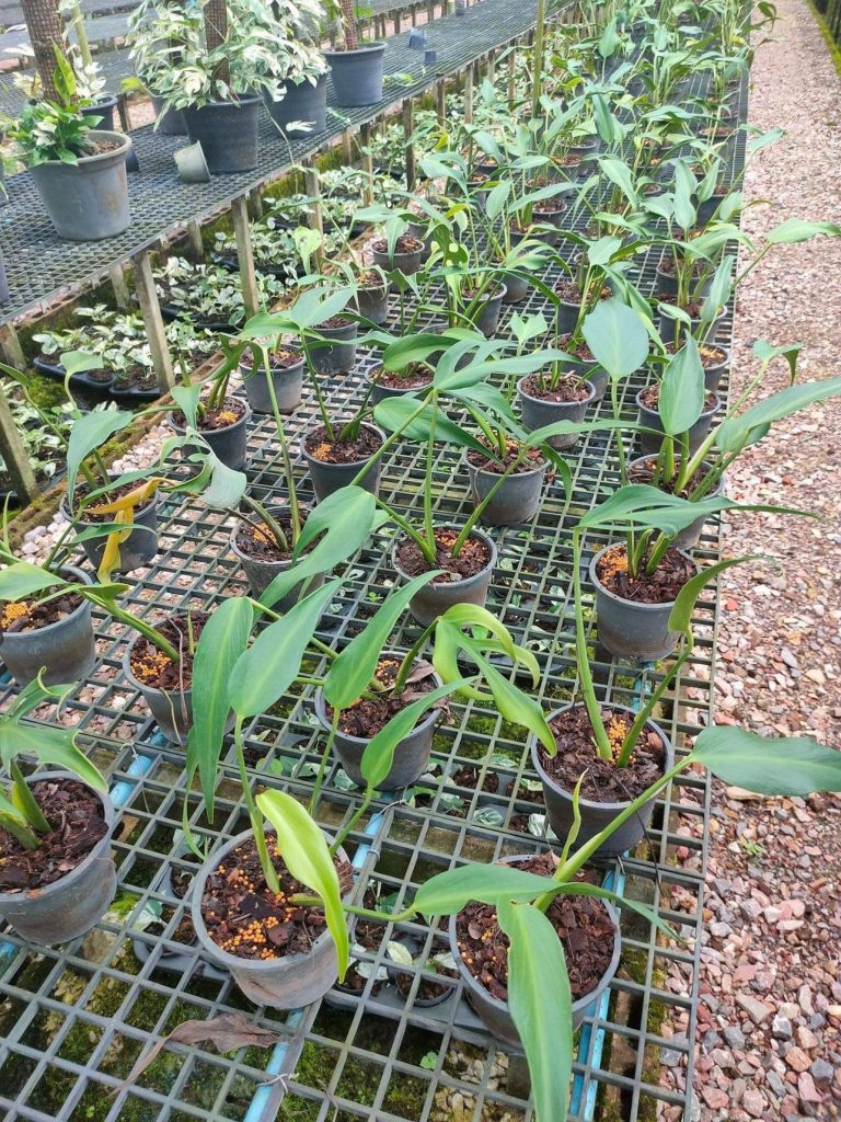 5 Secrets of the Rare Monstera Burle Marx Flame: Unveil Them!