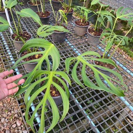 7 Must-Know Tips for Thriving Philodendron Mayoi Plants