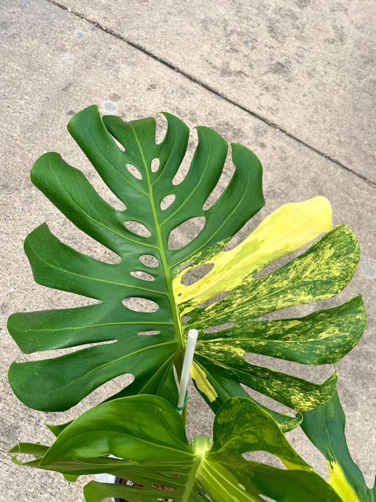 Monstera Deliciosa Yellow Marilyn Variegated 6" Pot | Rare Monstera