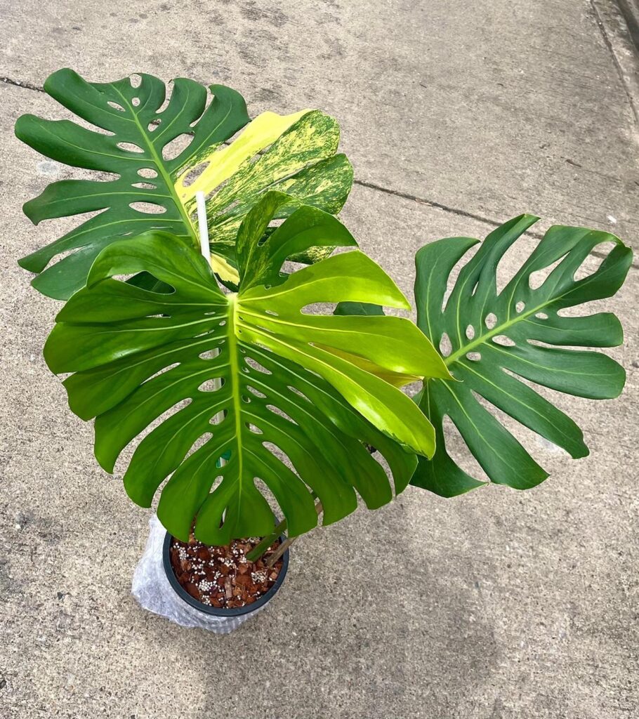Monstera Deliciosa Yellow Marilyn Variegated 6" Pot | Rare Monstera