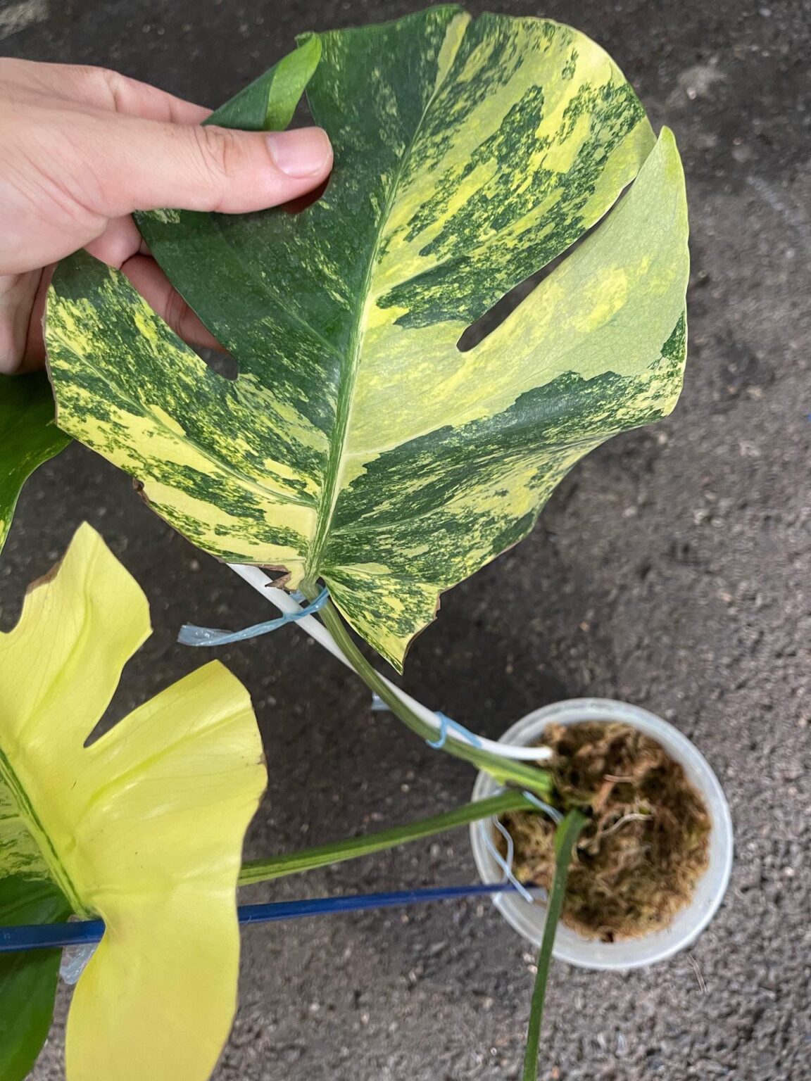 Monstera Deliciosa Yellow Marilyn Variegated 6" Pot | Rare Monstera