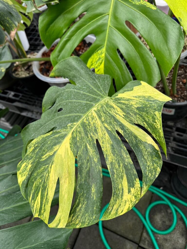 Monstera Deliciosa Yellow Marilyn Variegated 6" Pot | Rare Monstera