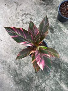 Musa Nono – Pink Variegated Banana 6" pot from Thailand from Only $38