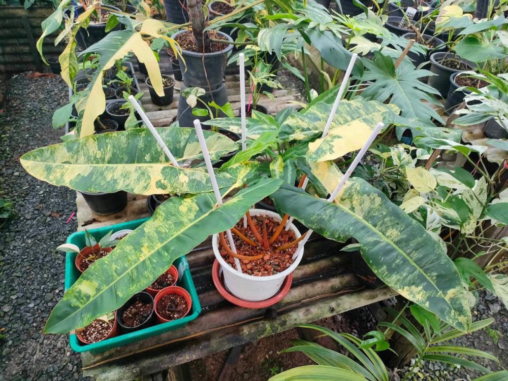 Explore Aroids: Discover the Diverse Types and Their Beauty